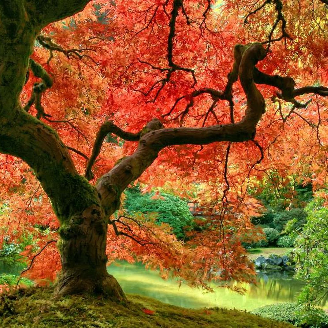 Arte De Hojas De Arce Japonesas