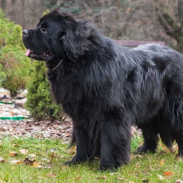 perro terranova altura