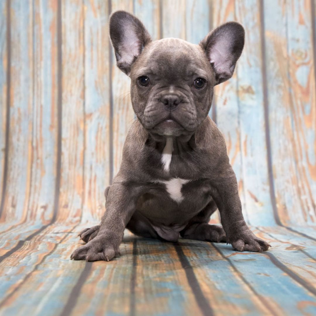 Razas de perro | El bulldog francés o frenchie: características ...