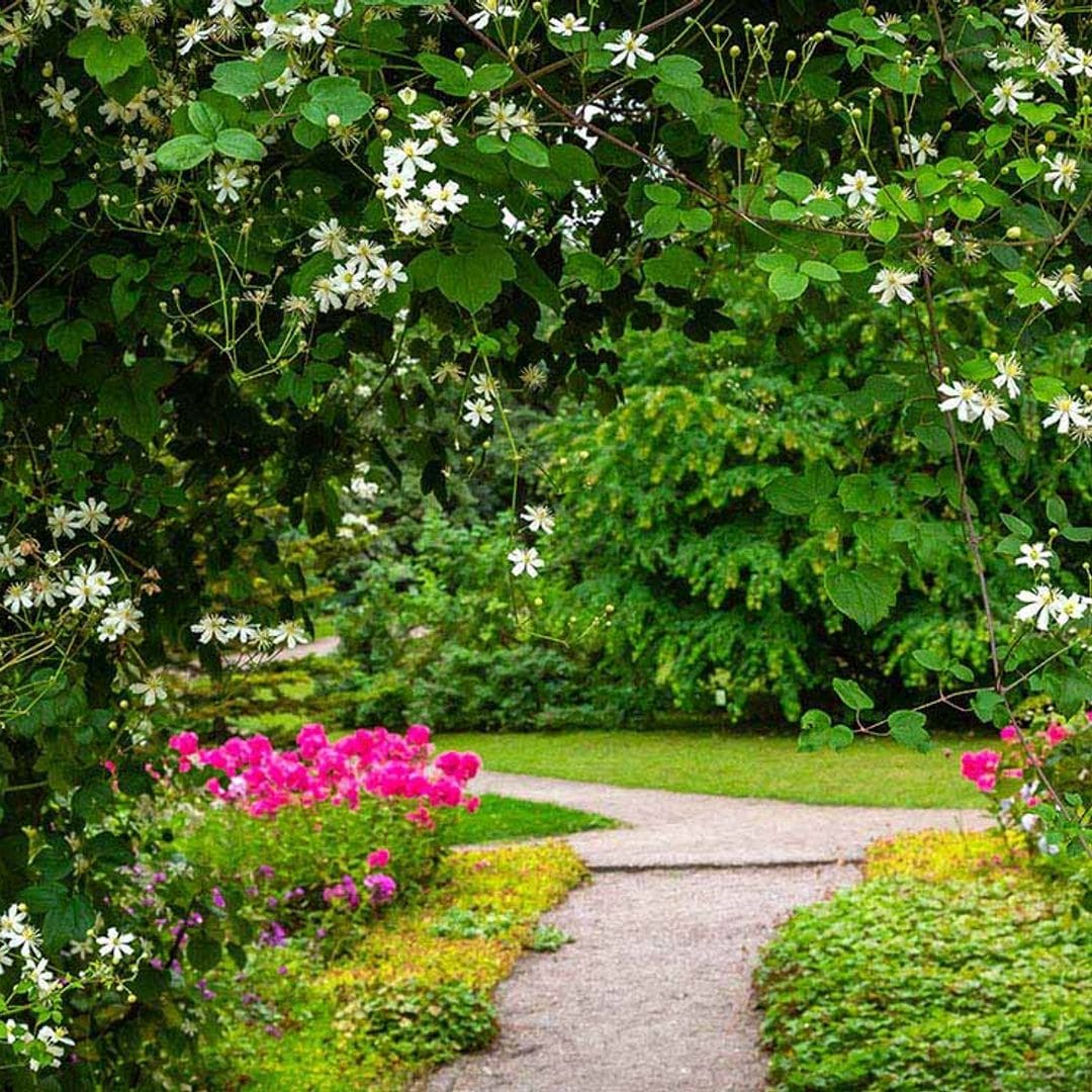 Plantas Que Cubren El Suelo Con Sombra
