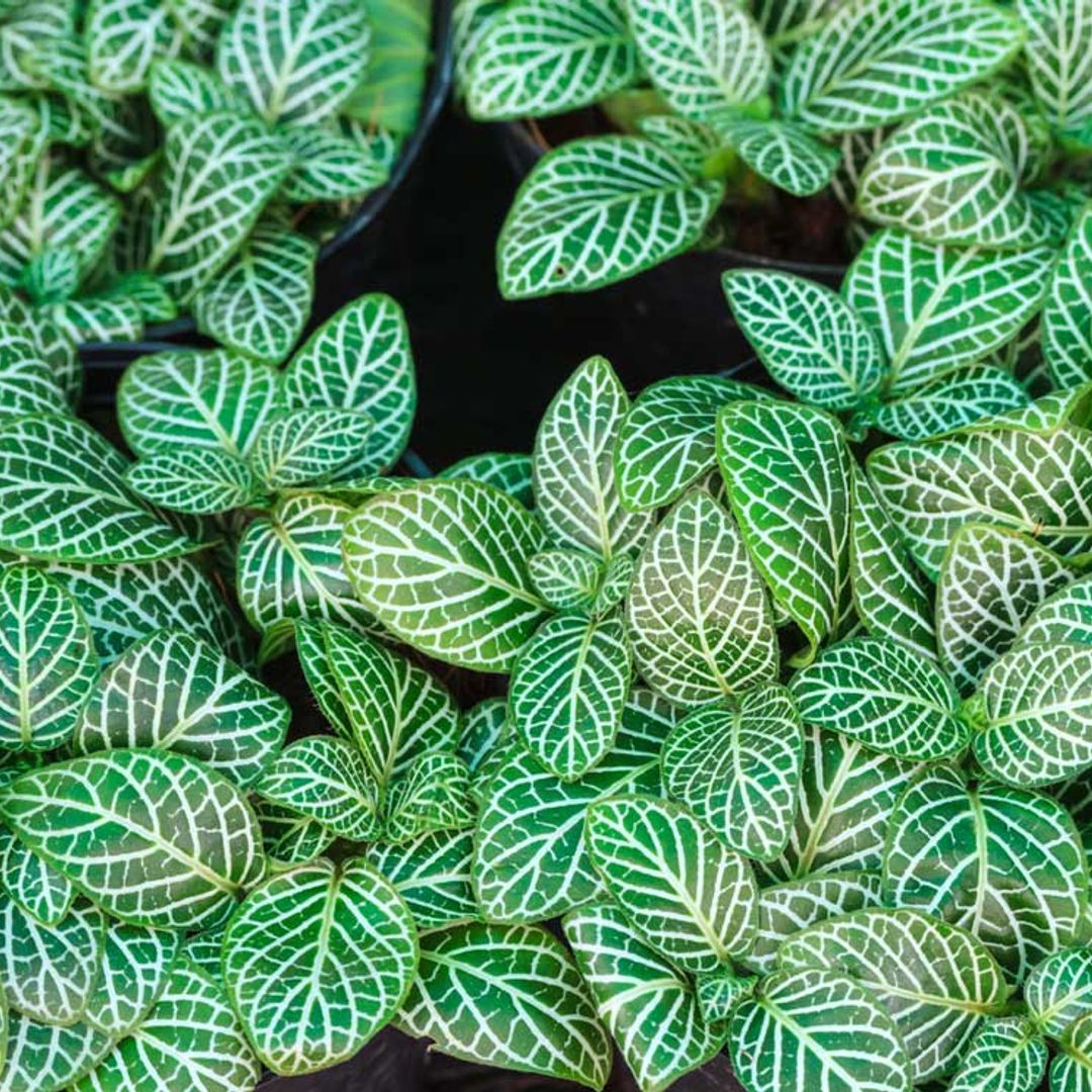 Cómo cultivar y cuidar la fitonia, una planta con un poderoso atractivo ...