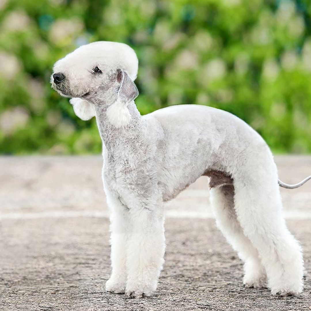 Lista De Razas De Terrier Cuántas Razas De Perros Hay Y Cuáles Son?