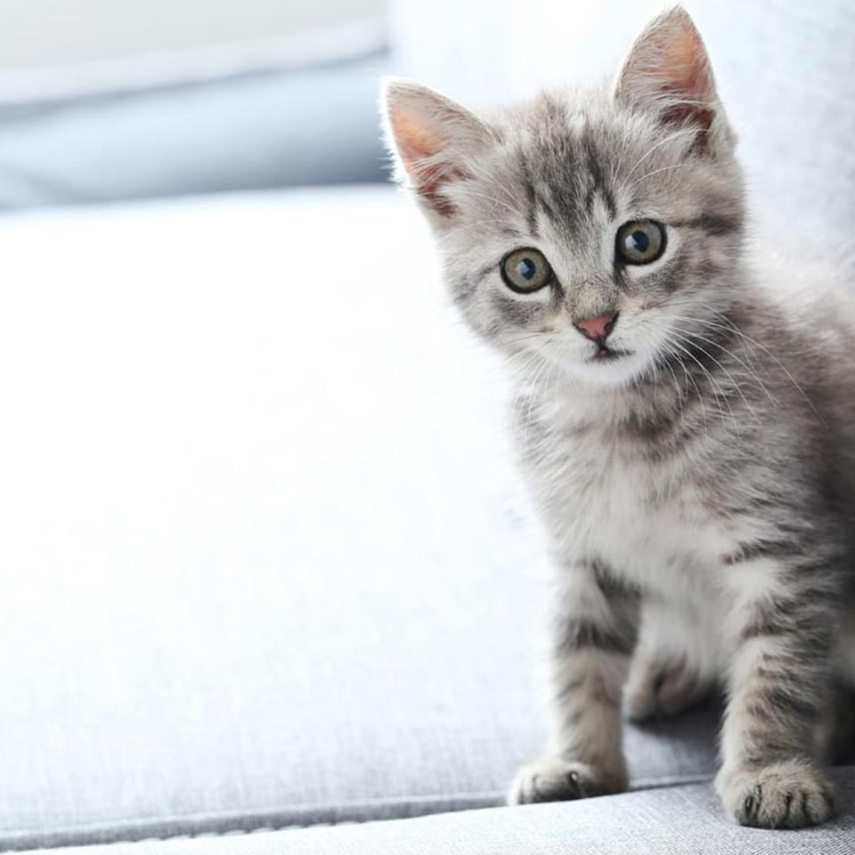 Todo lo que debes saber si nunca has tenido un gato