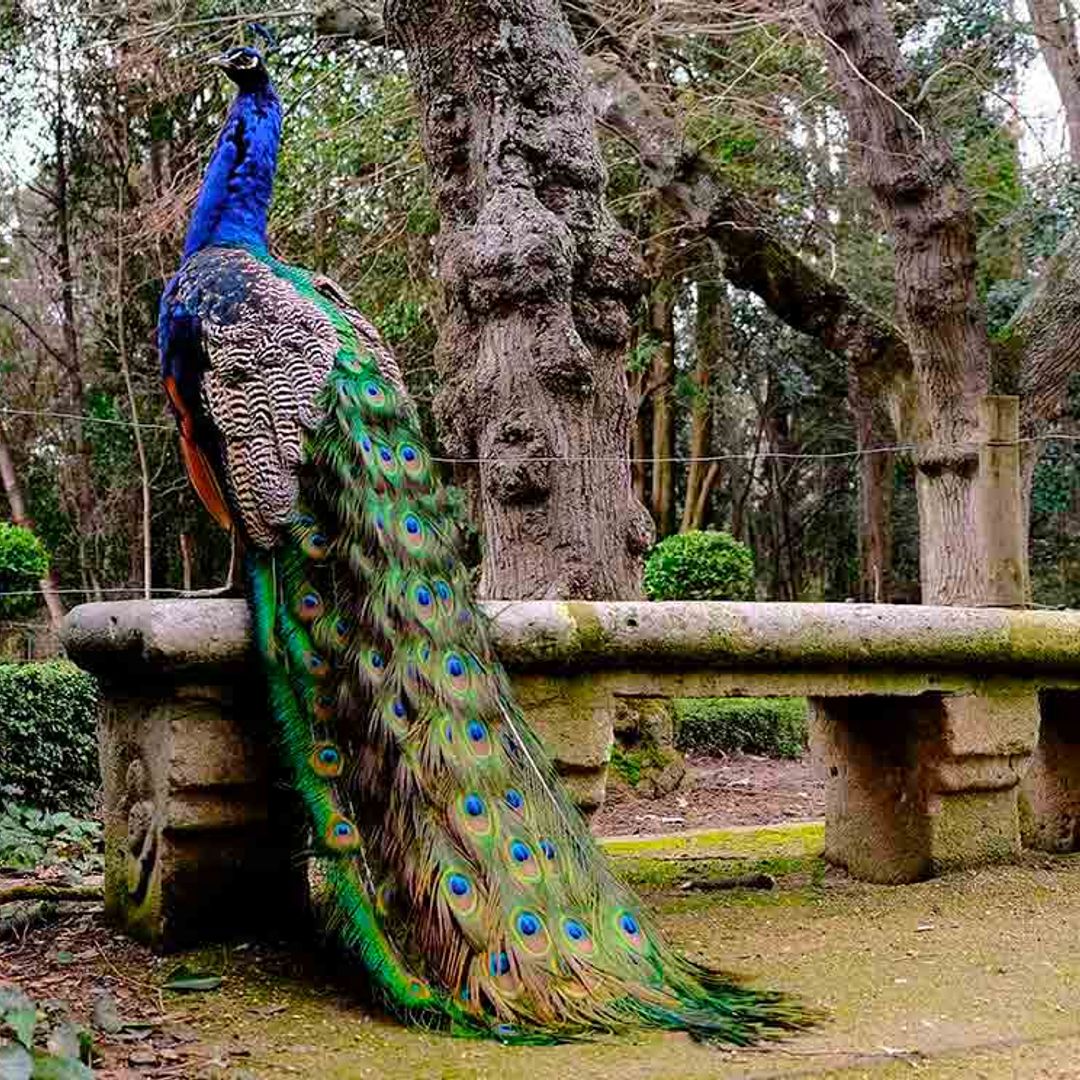 Partes De La Cara Del Pavo