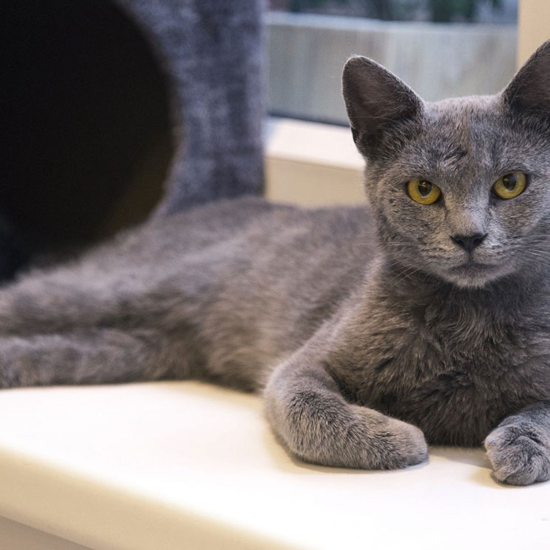 Gato Persa Enano