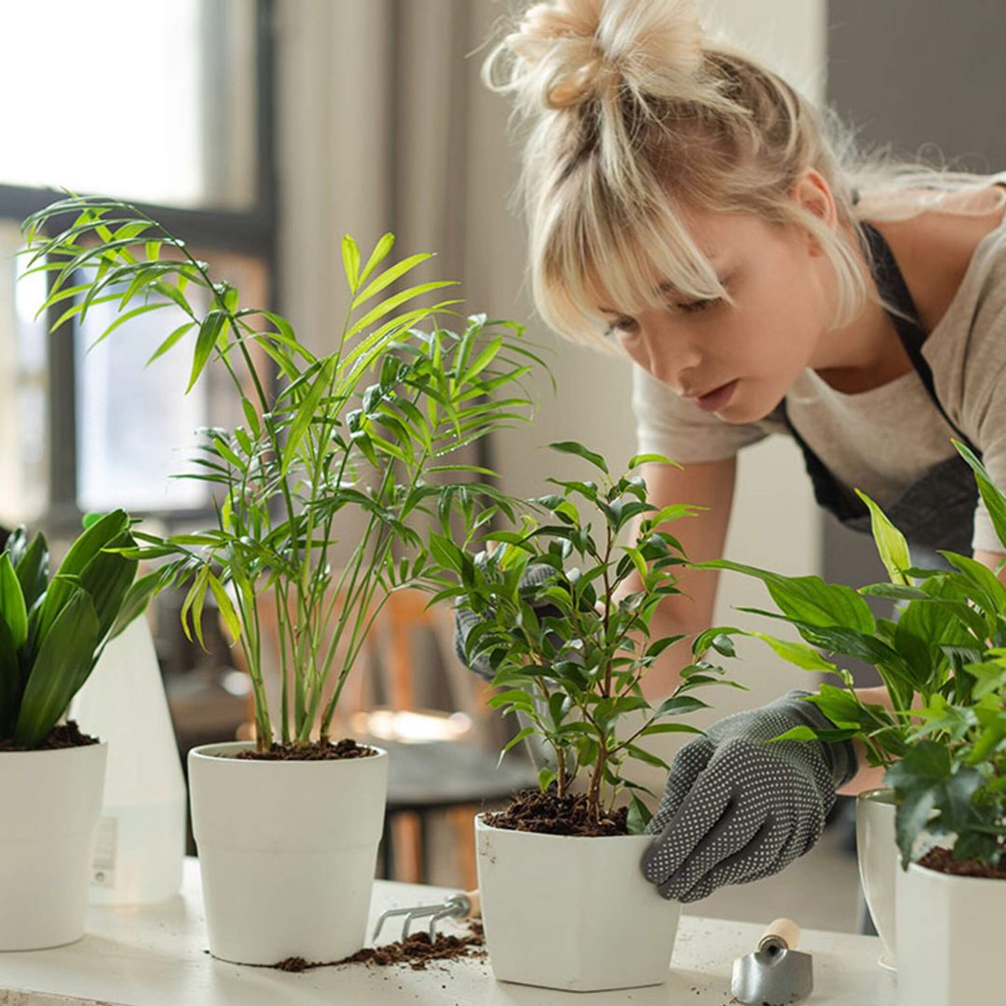 Consejos para trasplantar tus plantas de interior y de exterior