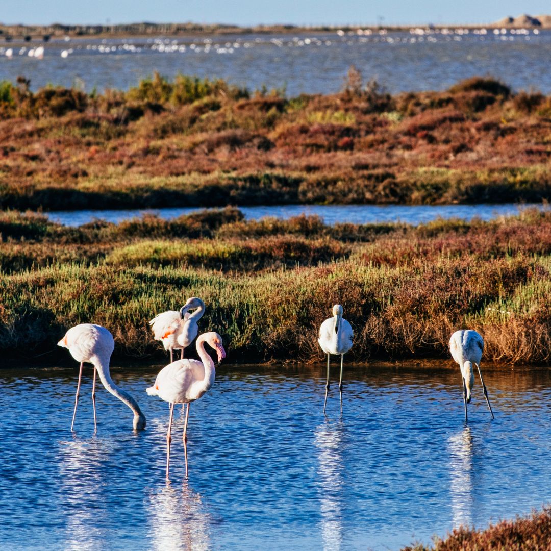 Cómo descubrir el Delta del Ebro, un santuario natural en el Mediterráneo