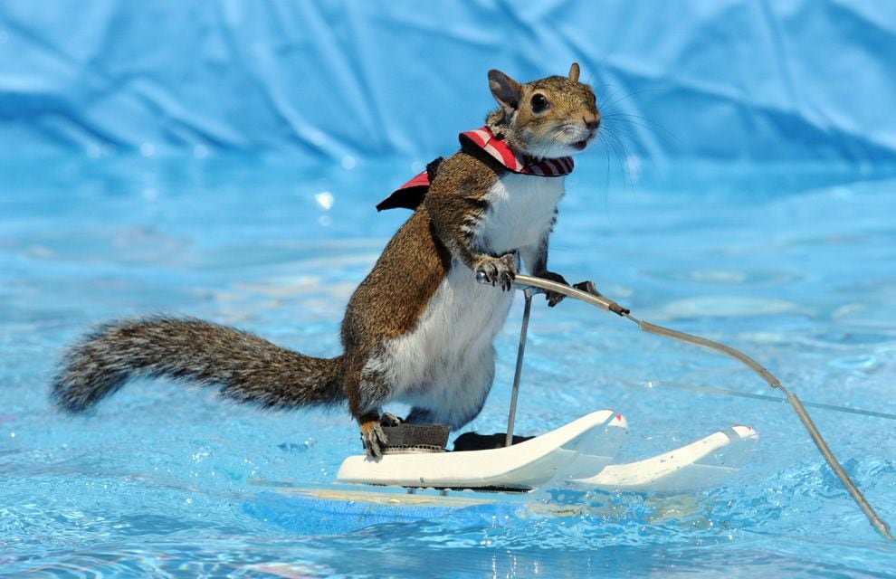Twiggy, la ardilla que hace esquí acuático