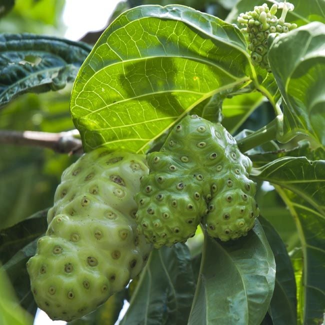 Guía para sacar partido al noni, el superalimento favorito de Miranda Kerr