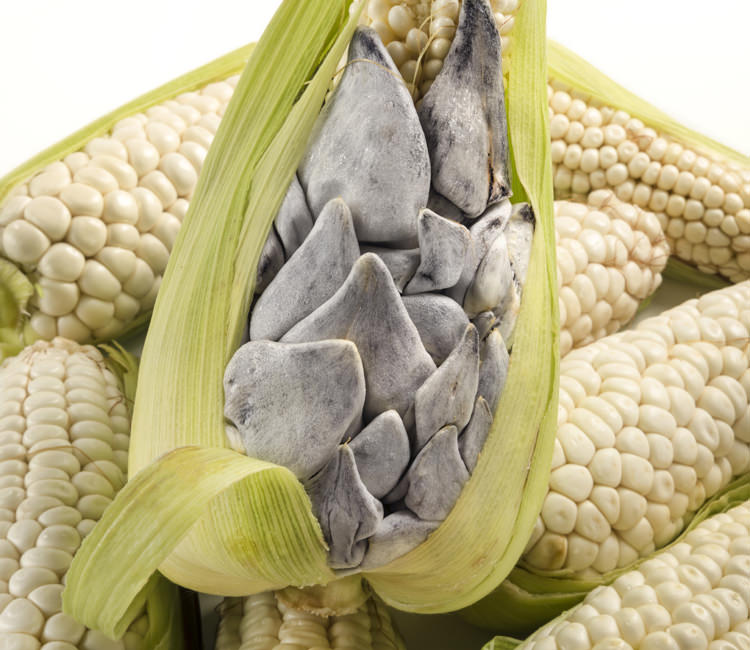 Qué es el huitlacoche, curosidades y recetas