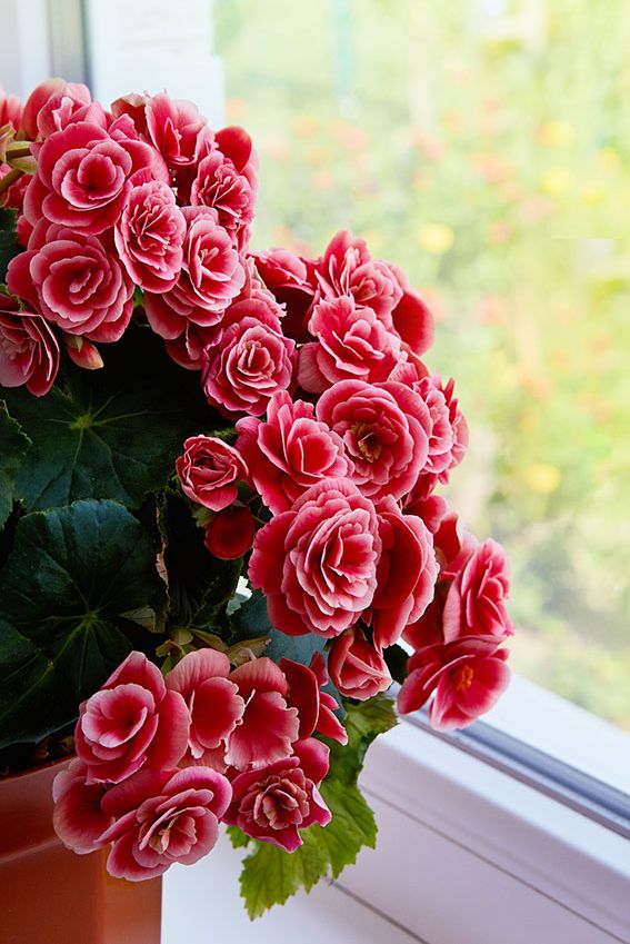 Plantas De Flores De Interior