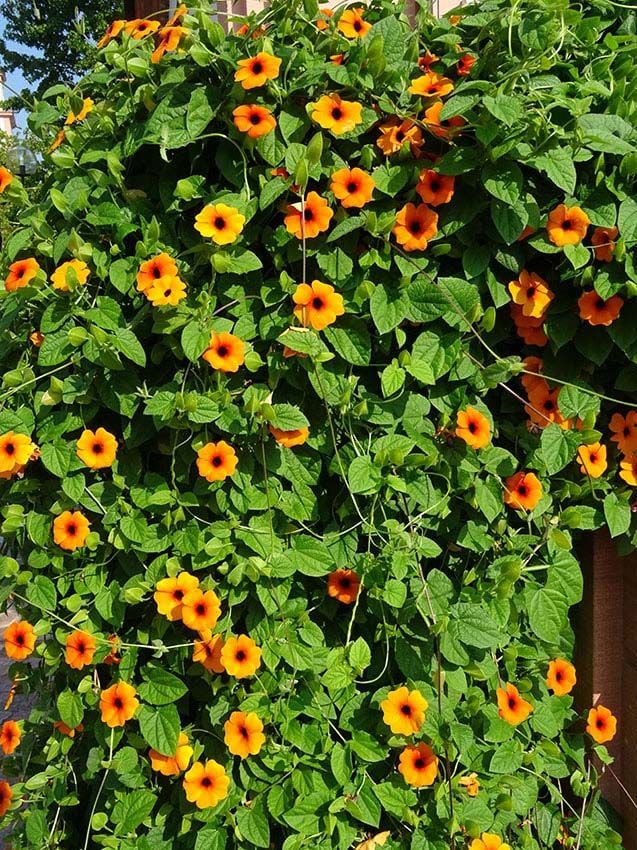 Plantas de exterior 10 trepadoras con flor ideales para tu jardín Foto 1