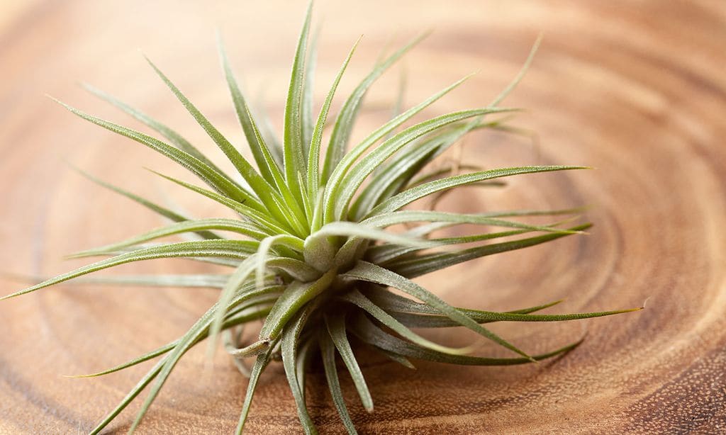 ¿Sabes cómo cultivar plantas de aire? - Foto 1