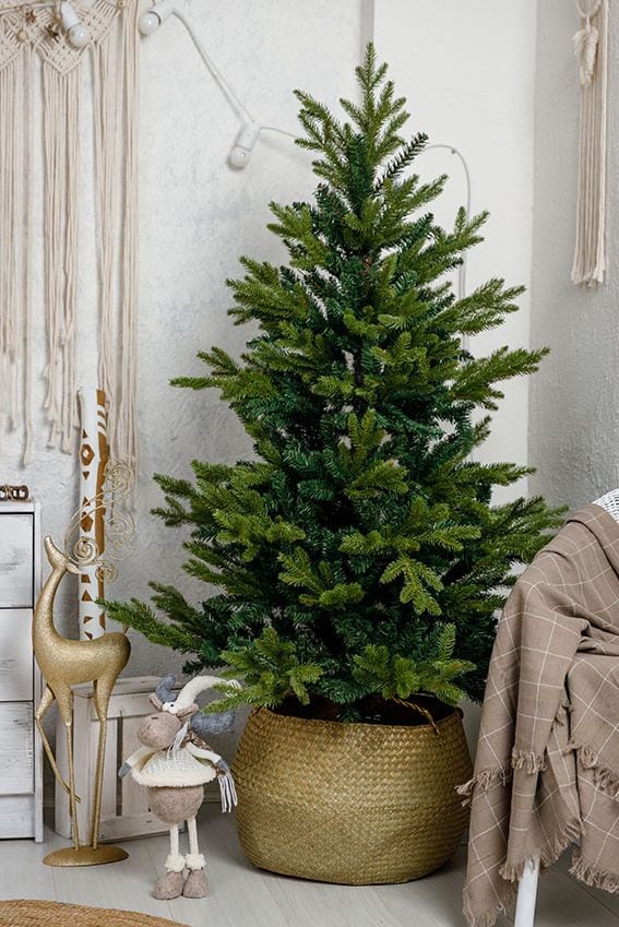 Cómo Elegir Un árbol De Navidad Natural Y Claves Para Cuidarlo Foto 1