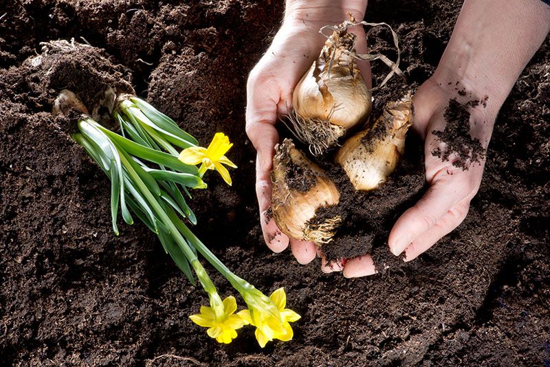 Lo que necesitas saber para cultivar el narciso (Narcissus), una planta ...