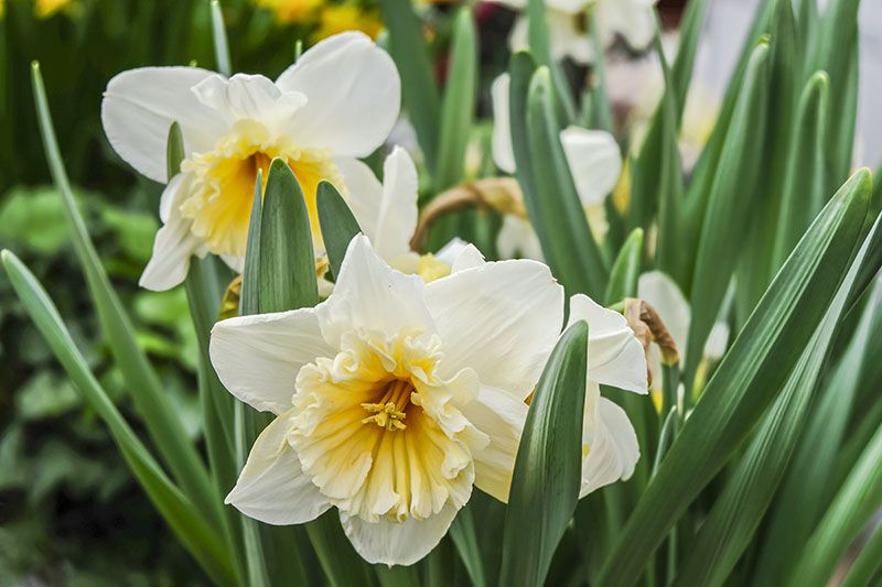 Lo que necesitas saber para cultivar el narciso (Narcissus), una planta ...
