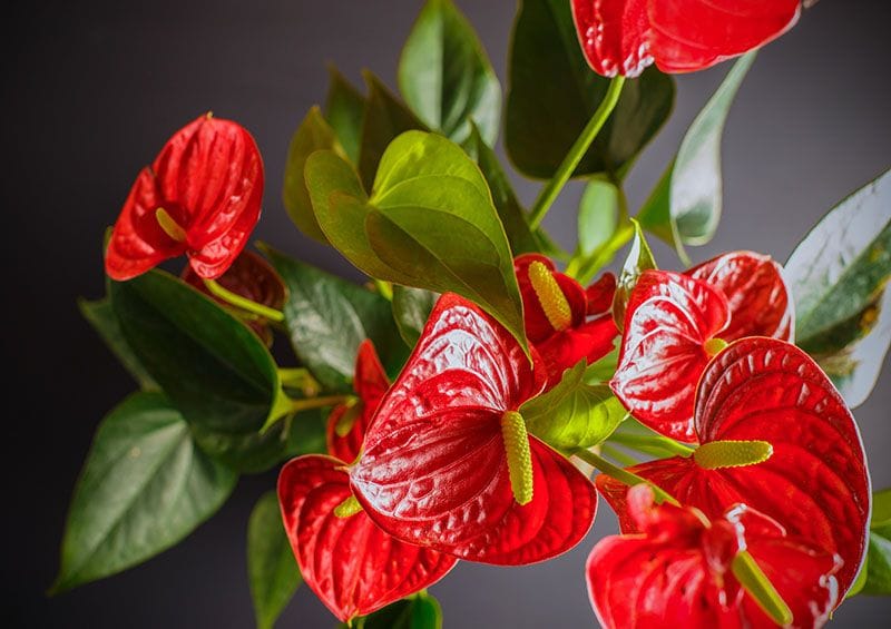 Cómo cultivar el anturio en casa para que crezca espectacular - Foto 1