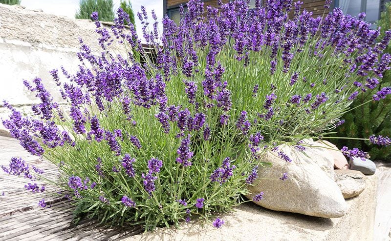 Lavanda, la planta aromática perfecta para cultivar en el jardín - Foto 1