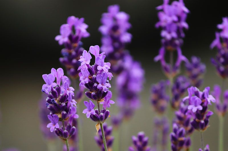Lavanda, la planta aromática perfecta para cultivar en el jardín - Foto 2