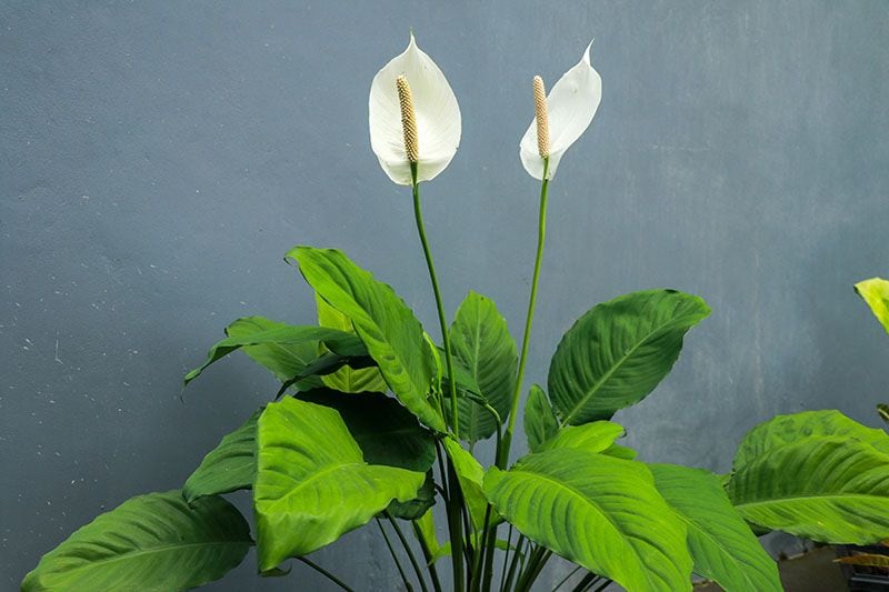 Cómo cultivar la cala en el jardín o en maceta - Foto 7