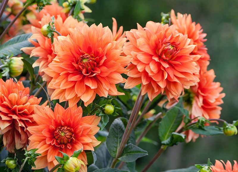 Así debes cultivar la dalia para disfrutar de su singular belleza - Foto 9