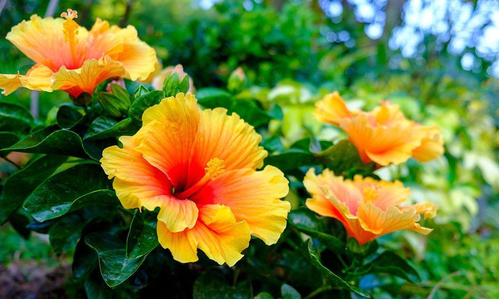 Los cuidados que necesita el hibisco - Foto 1