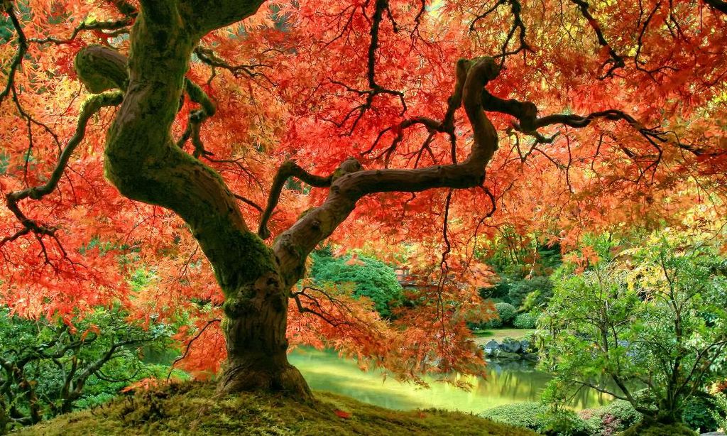 Cómo cultivar el arce japonés - Foto 1