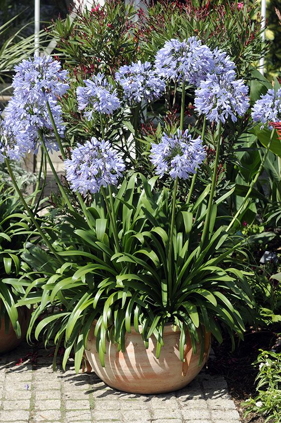 Cómo cuidar y cultivar el agapanto - Foto 1