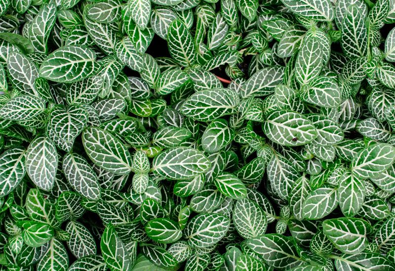 «Descubre cómo cultivar la fitonia, una planta de origen tropical de ...