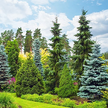 Estos son los cuidados que debes darle a tus coníferas - Foto 1