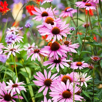 Estos son los cuidados que has de darle a la equinácea - Foto 1