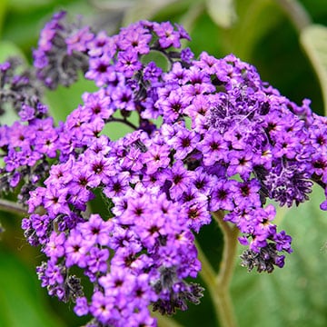 Todas las claves para cultivar heliotropos en el jardín o en maceta ...