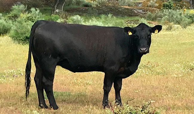 ¿Qué hace del Angus una carne diferente al resto?