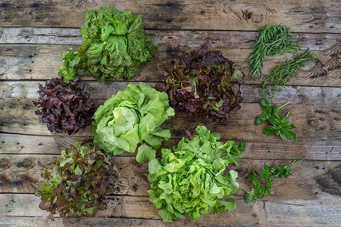 ¿Por qué algunas verduras producen gases?