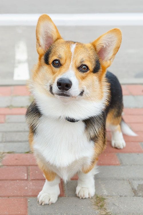Razas de perro pequeñas: todo lo que tienes que saber sobre el Corgi ...