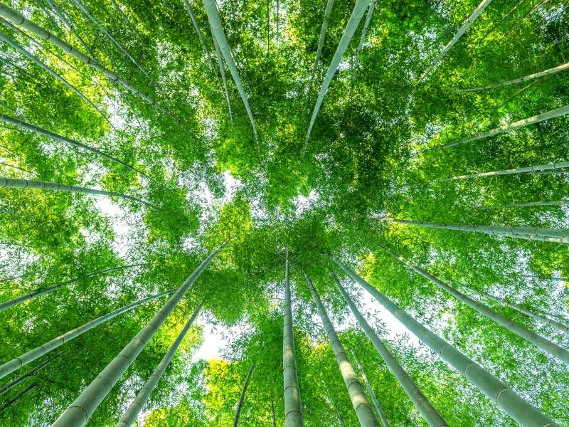 Bambú: propiedades y beneficios