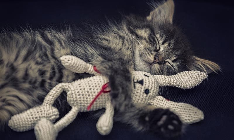 La letargia en los gatos: qué es y cómo tratarla