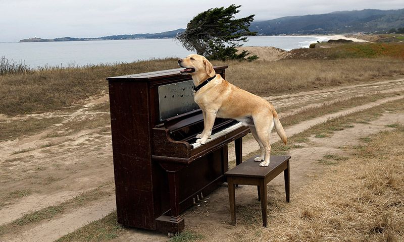Mercury, el perro pianista que se ha hecho 'famoso' gracias a Pérez-Reverte