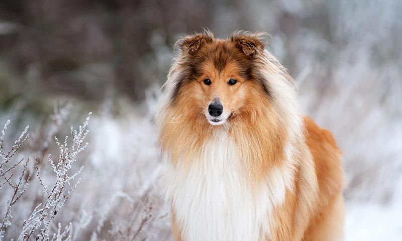 Los Perros Collie Son Buenos Con Los Gatos