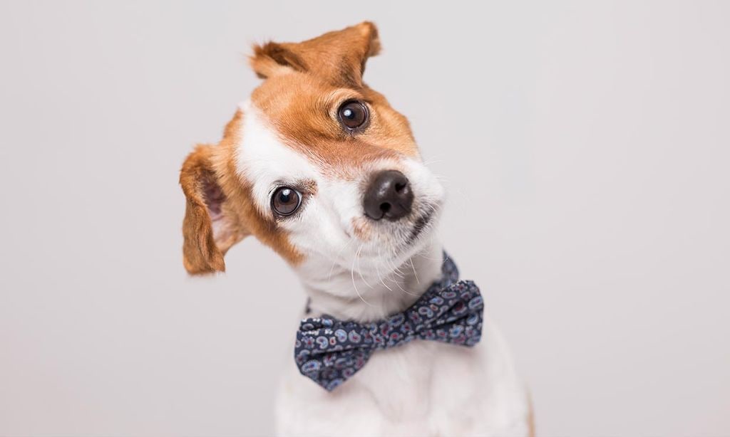 Mascotas: Así funciona el cerebro de tu perro para memorizar y recordar ...