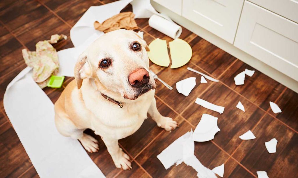 Si tu perro es desobediente, puede que el problema lo hayas causado tú