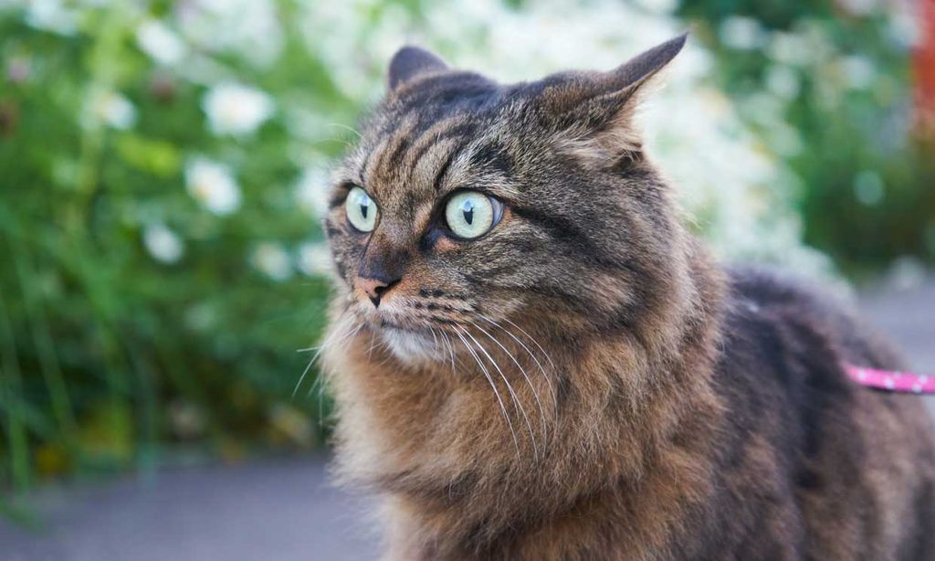 Señales que te indican que tu gato sufre estrés