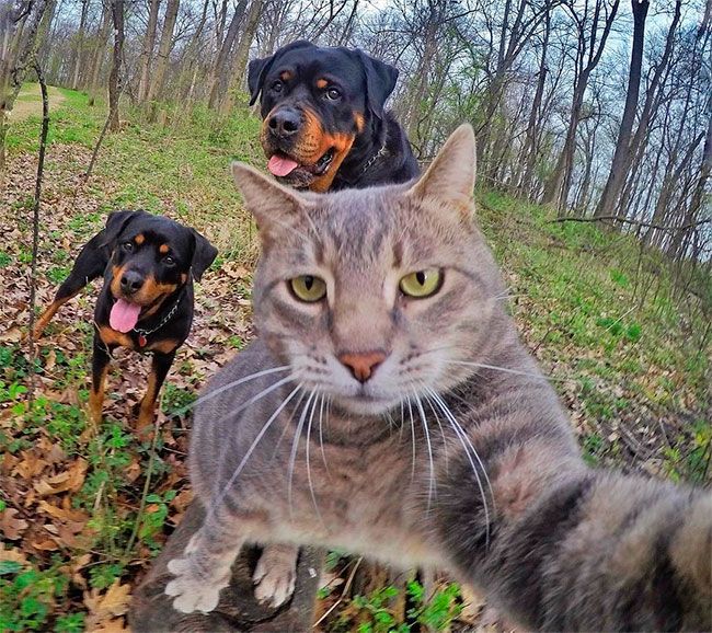 Mascotas: El gato que triunfa en la Red con sus 'selfies'