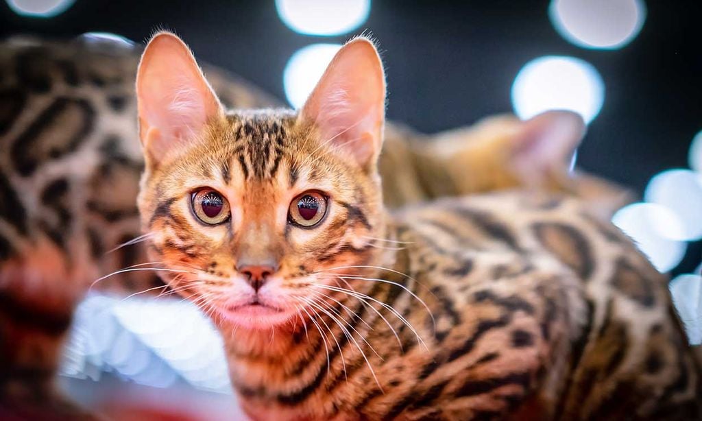 Razas de gato: el Savannah, el 'minino' más parecido al leopardo