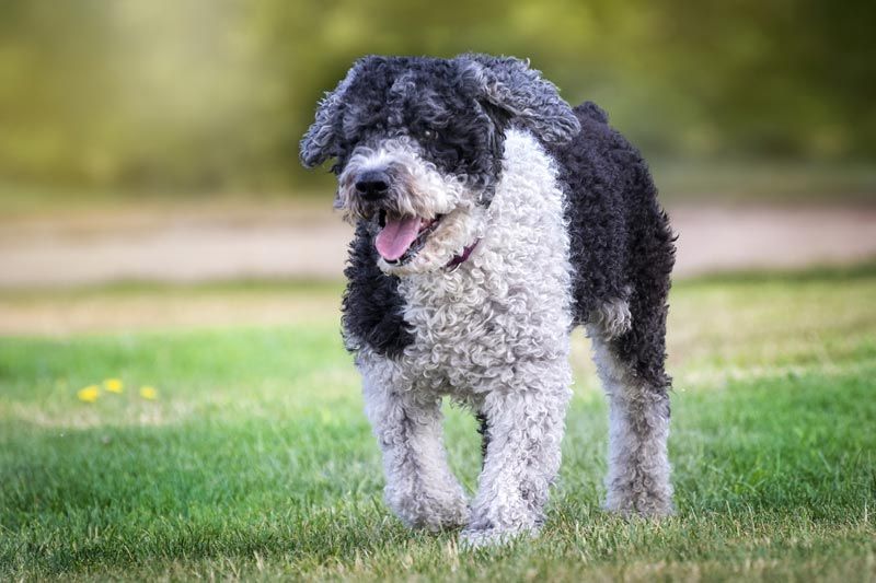 Cuál Es La Raza De Perro Menos Entrenable