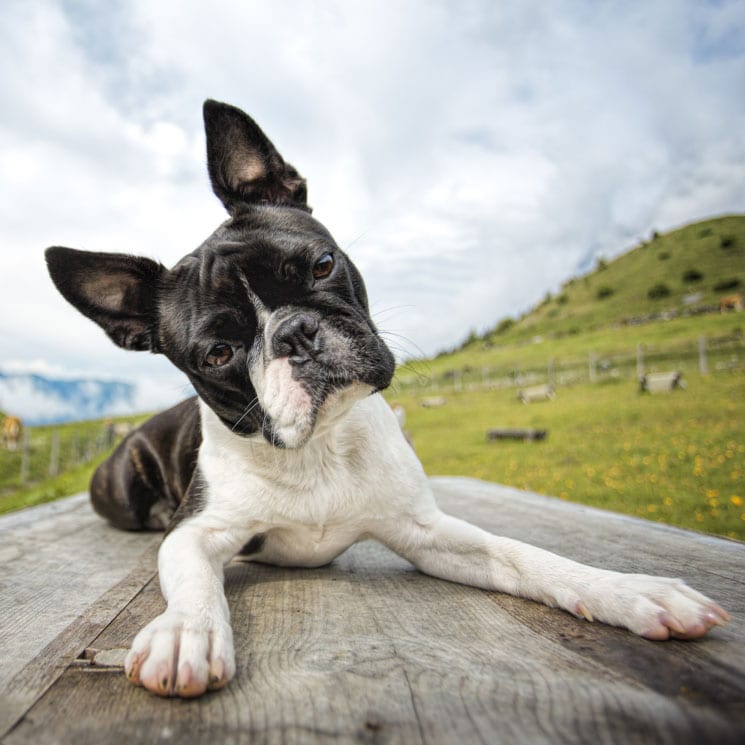 Son Los Boston Terriers Perros Inteligentes