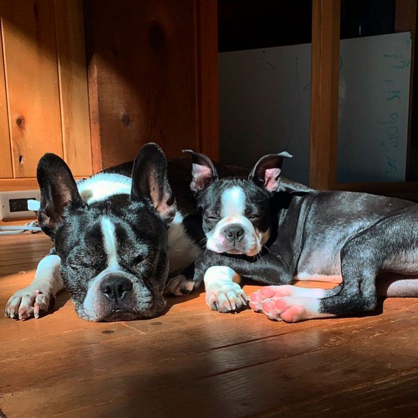 Son Los Boston Terriers Perros Inteligentes