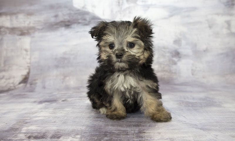 Es Un Yorkie Poo Un Buen Perro