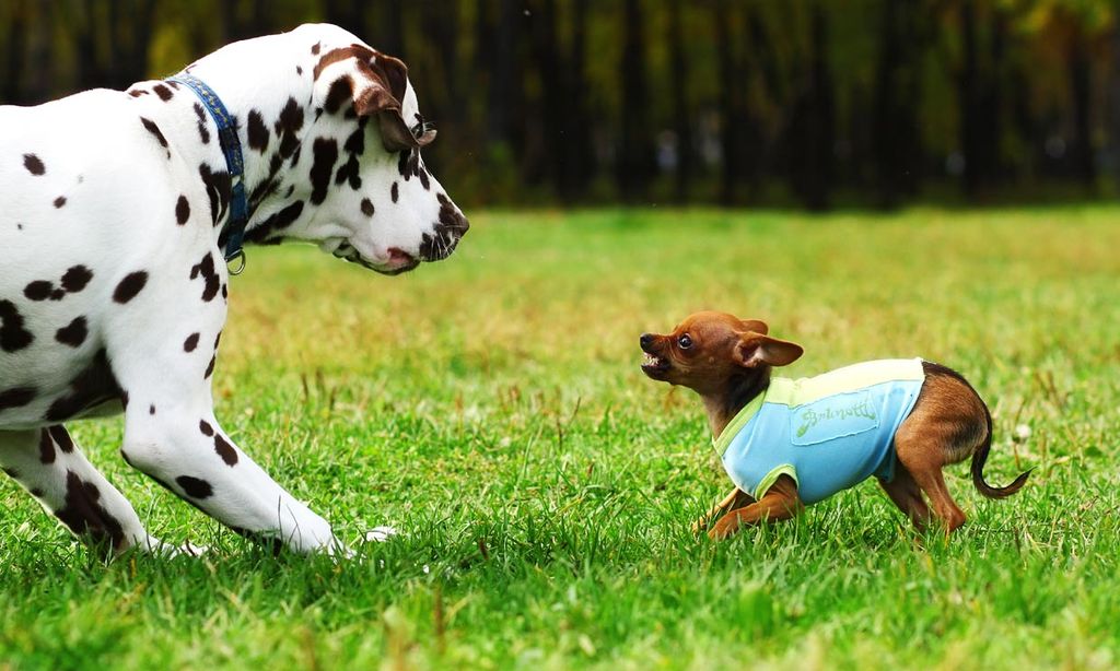 Puede Un Perro Ser Feliz Con Otro Perro