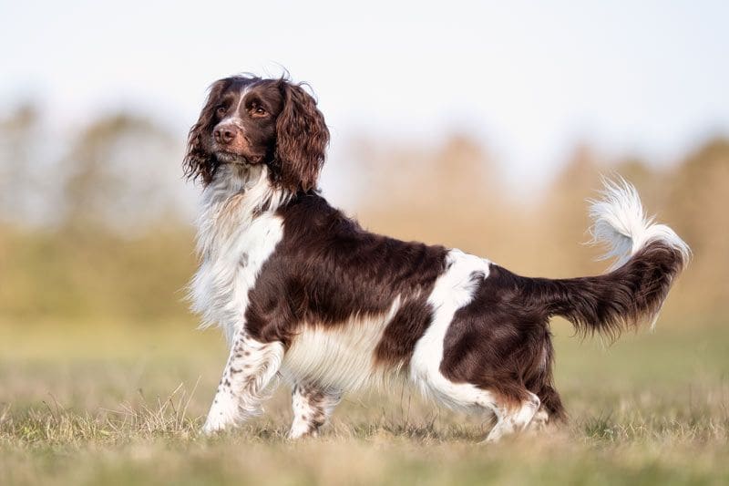 Son Los Springer Spaniels Ingleses Buenos Perros De Familia